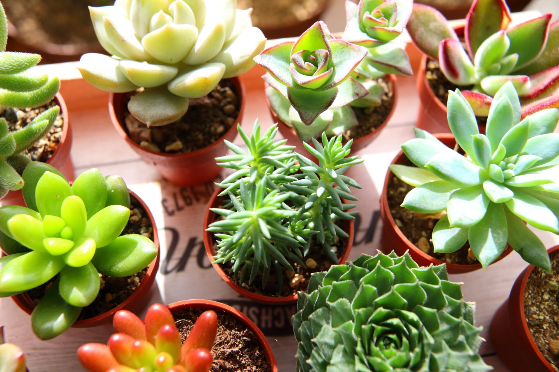 部屋にグリーンを取り入れて「植物がある暮らし」を楽しむアイデアを紹介 | YOKOTATE